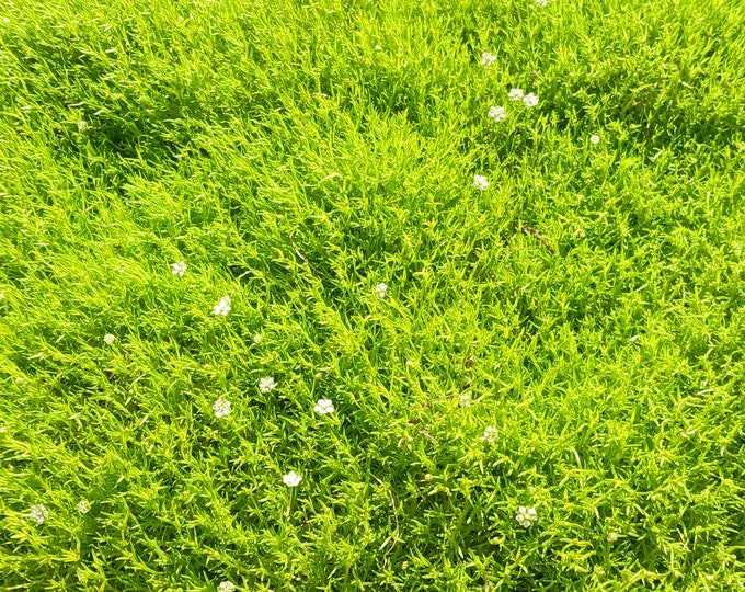 200+irish Moss Ground Cover Seeds (sagina Subulata) - Etsy