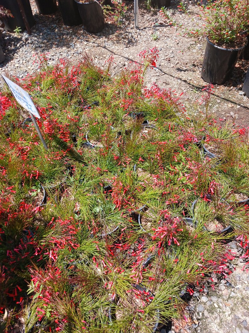 Live Firecracker Plant / Coral Plant, One Gallon Pot - Etsy