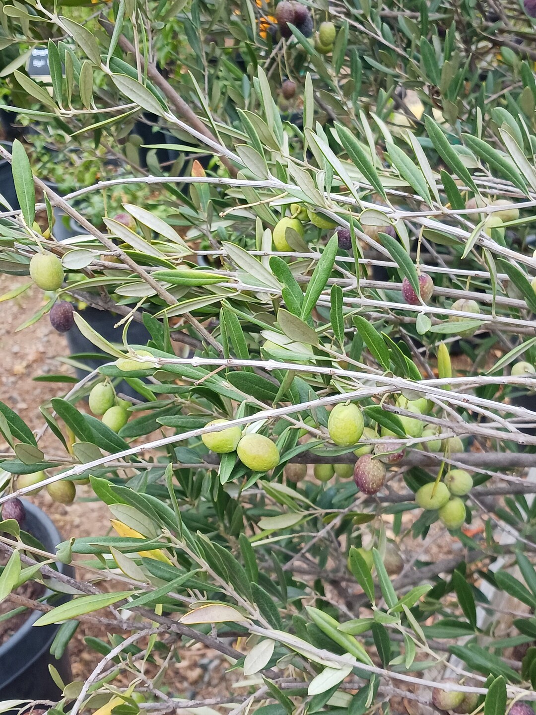 Healthy Young Live Olea Europes Dwarf / Little Ollie - Etsy