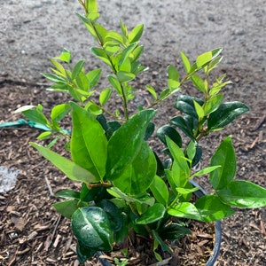Live Texas Privet/ Ligustrum Japonicum Texanum Come With a One-gallon ...