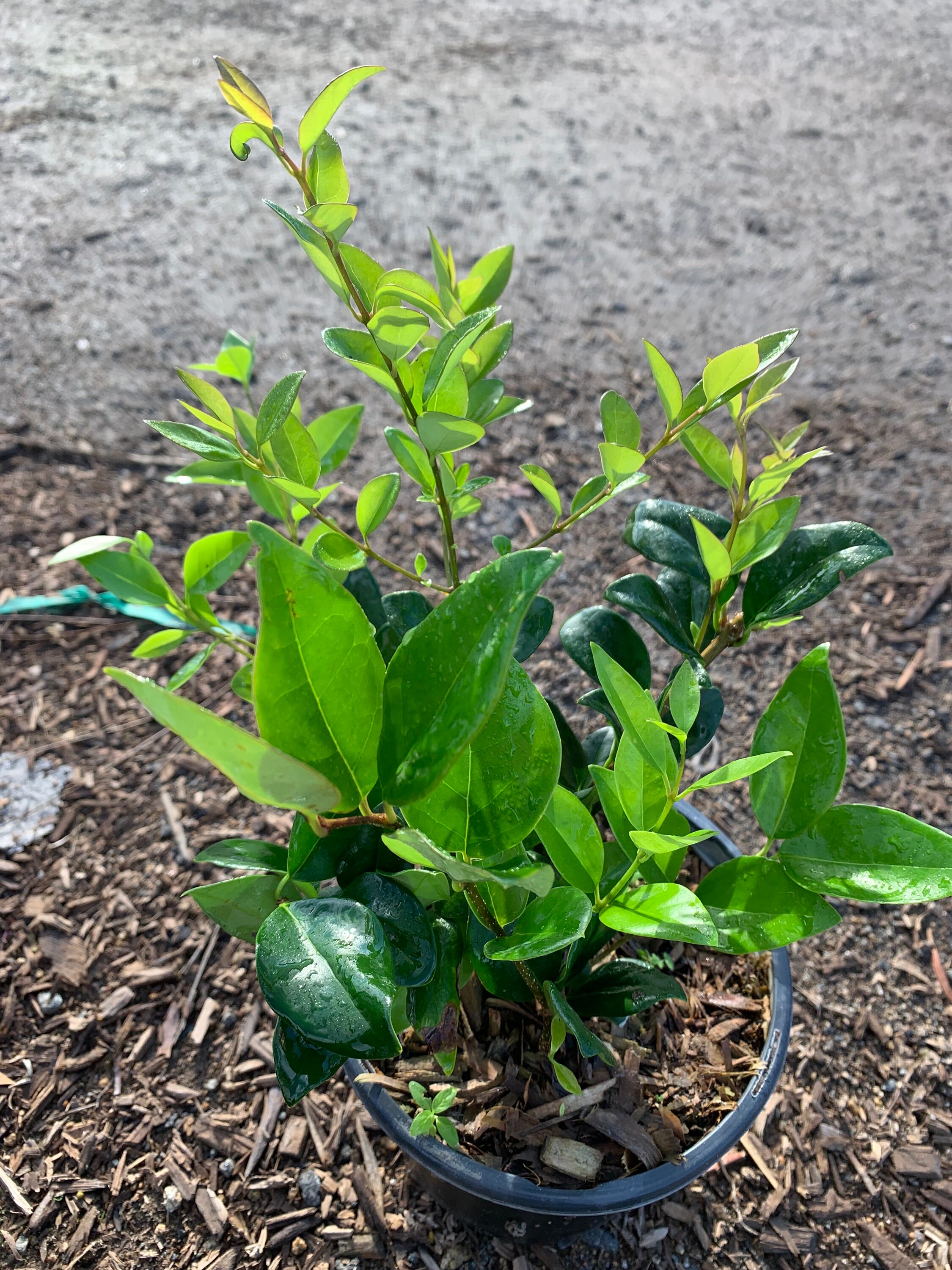 Live Texas Privet/ Ligustrum Japonicum Texanum Come With a One-gallon ...