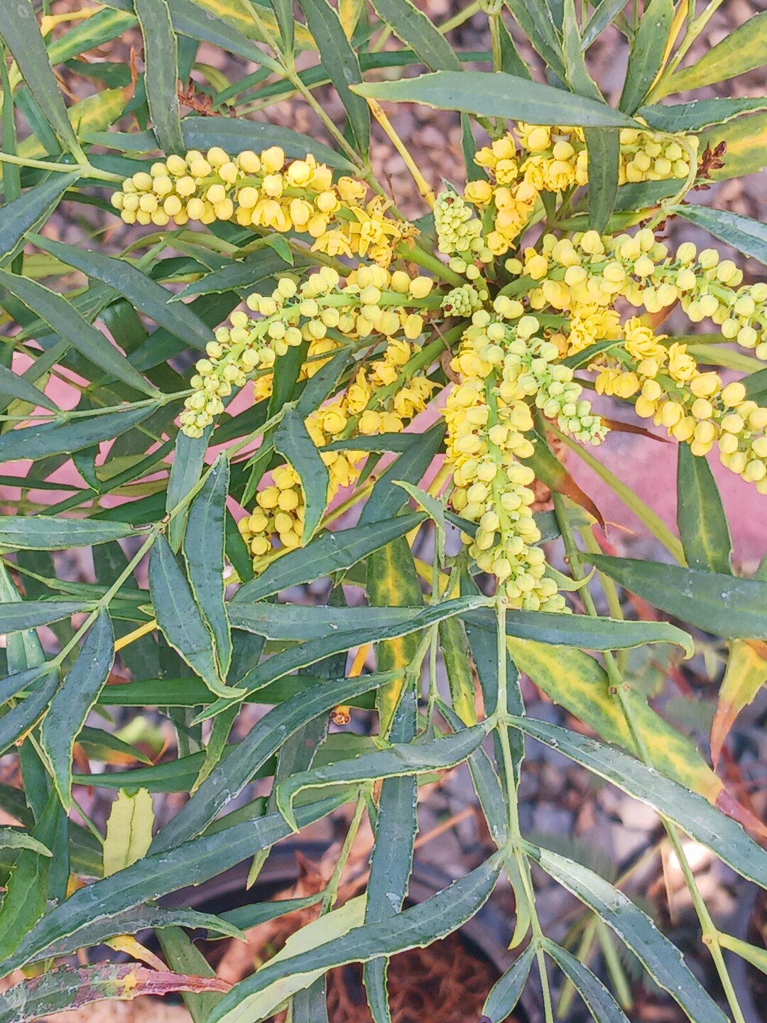Mahonia Soft Caress Plant - Etsy