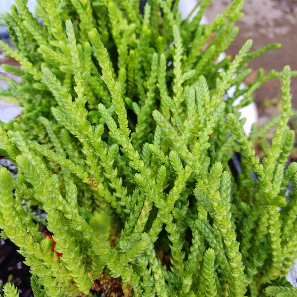 Princess Pine - Etsy