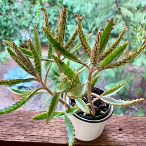 Live Mother of Millions / Devils Backbone / Kalanchoe - Etsy