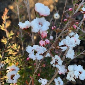 Live Tea Tree / Leptospermum Scoparium One Gallon Pot. Not Blooming - Etsy