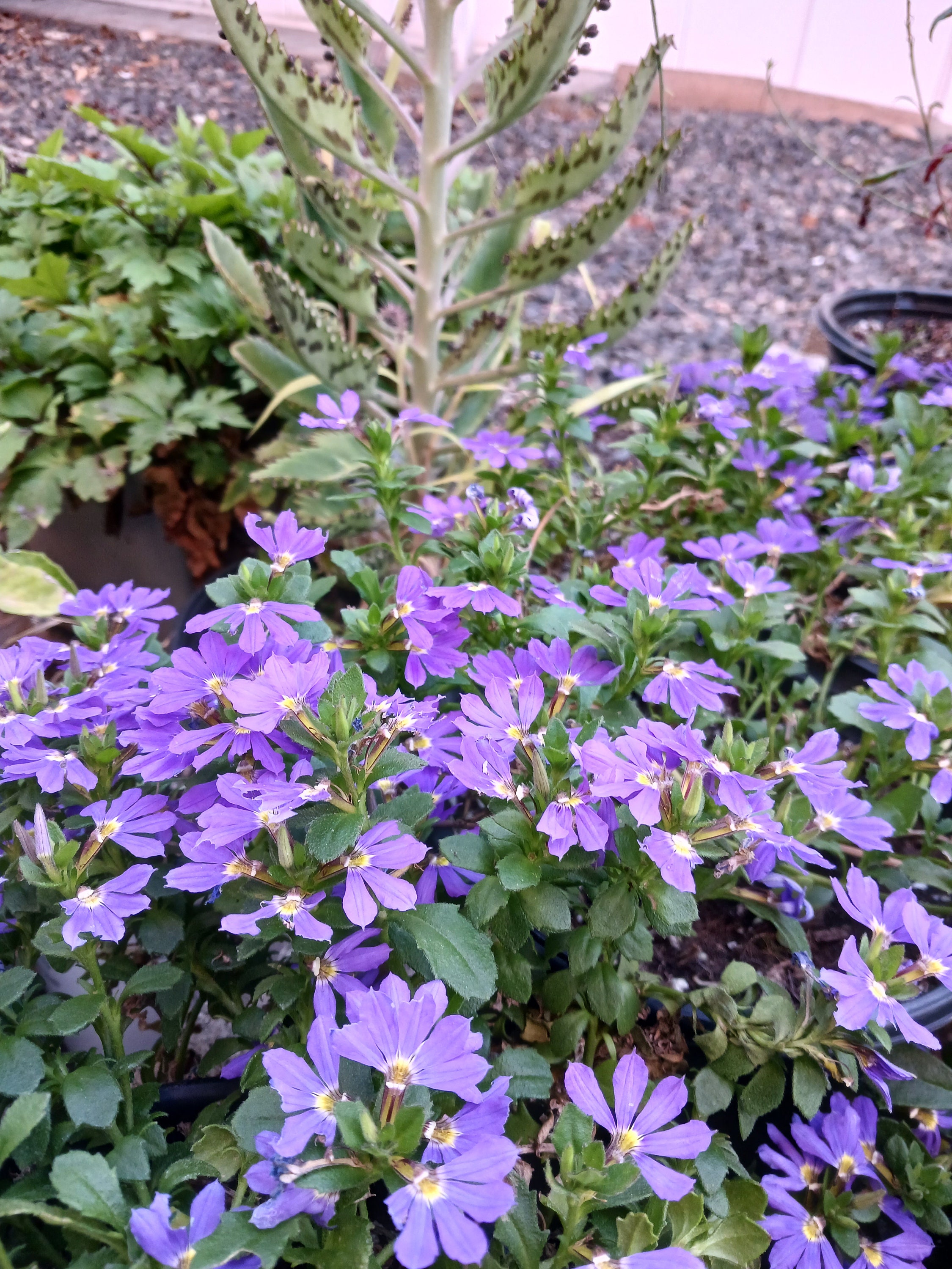 Live Blue Brilliance Scaevola ( 4 Inch Pot ) - Etsy