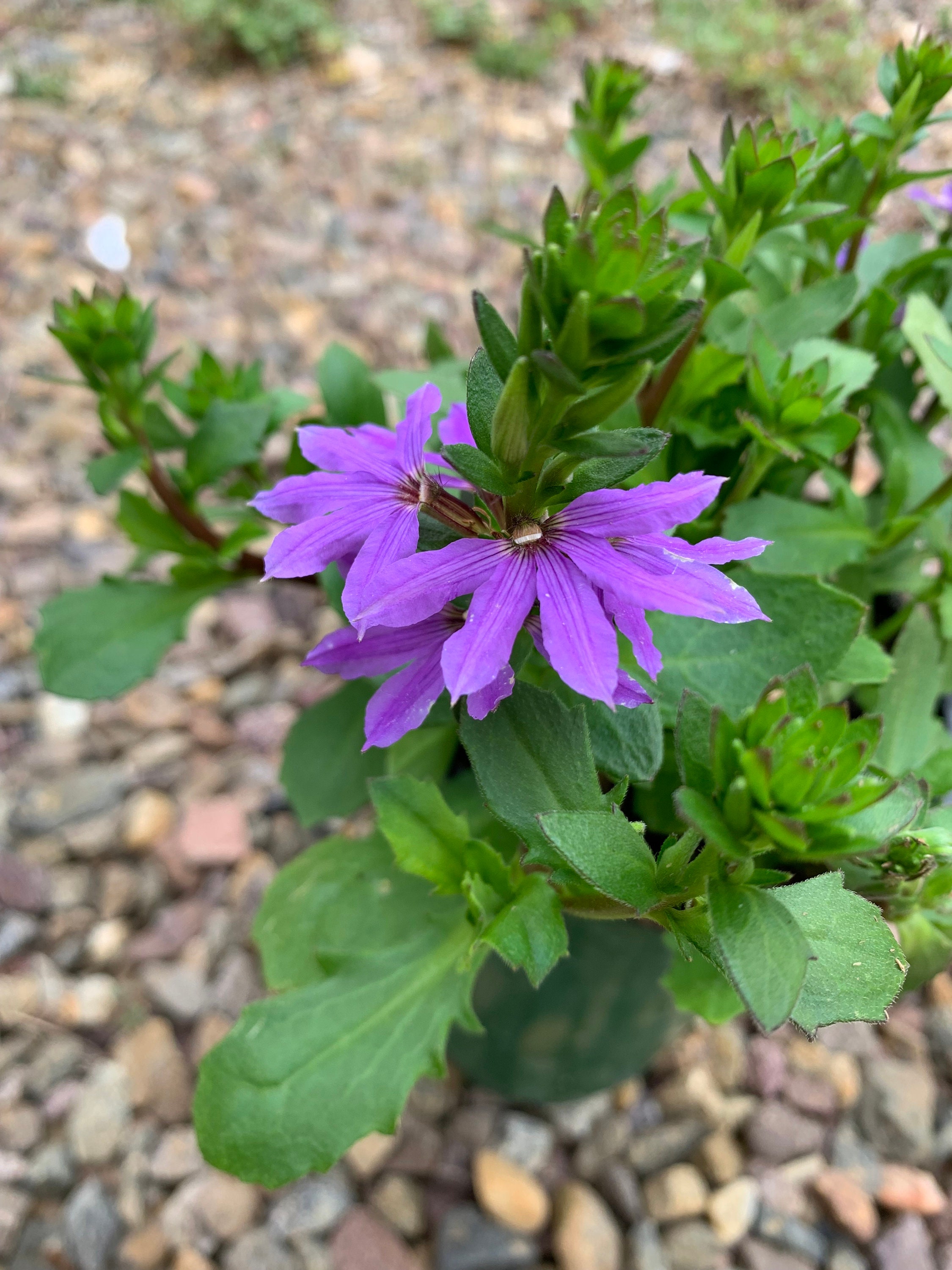Live Blue Brilliance Scaevola ( 4 Inch Pot ) - Etsy
