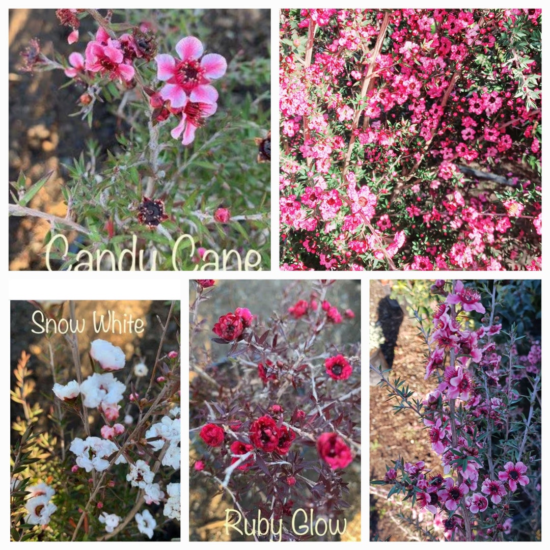 Live Tea Tree / Leptospermum Scoparium One Gallon Pot. Not Blooming - Etsy