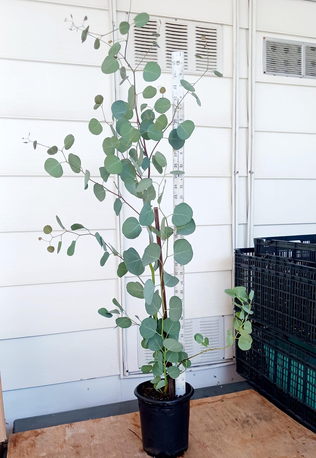 Live Eucalyptus Red Box / Silver Dollar Youngand Healthy Come With, One ...