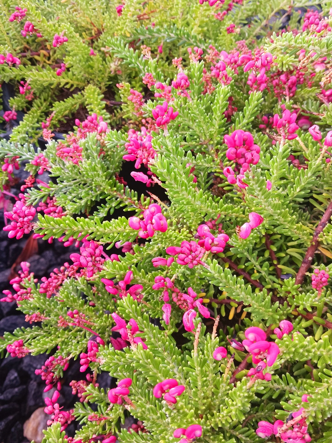 Live Woolly Grevillea / Mt. Tamboritha / Grenvillea Ianigera Costal Come With a One-gallon Pot ...