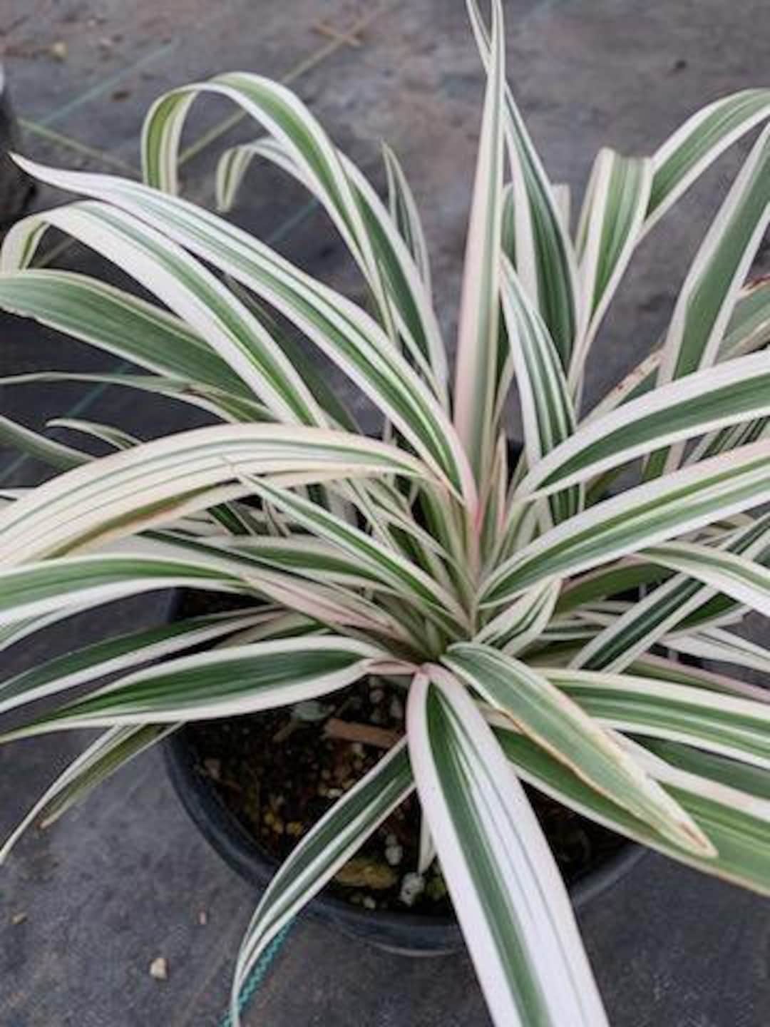 Live Phormium Duet / New Zealand Flax Come With a One-gallon Pot - Etsy