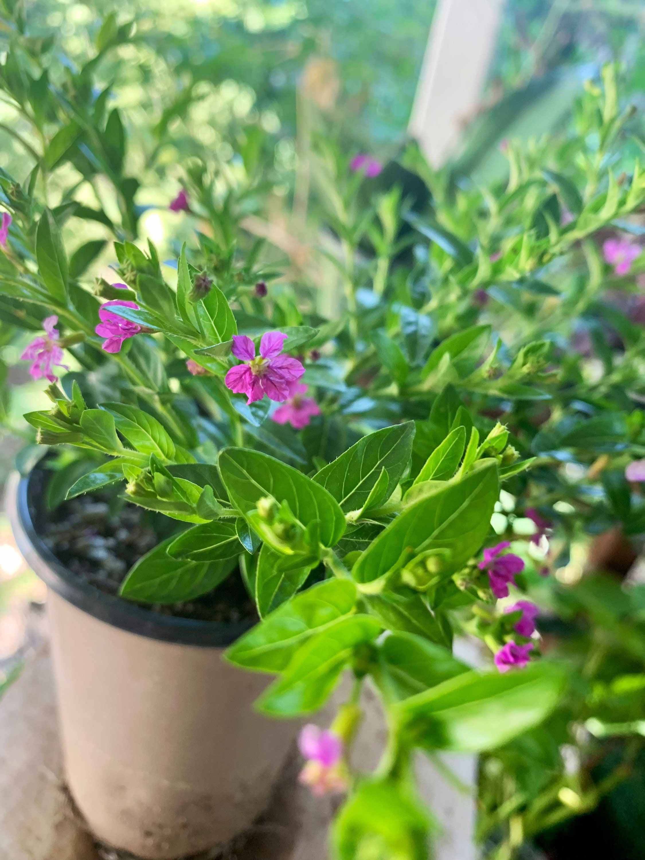 Live Mexican Heather / Cuphea Hyssopifolia - Etsy