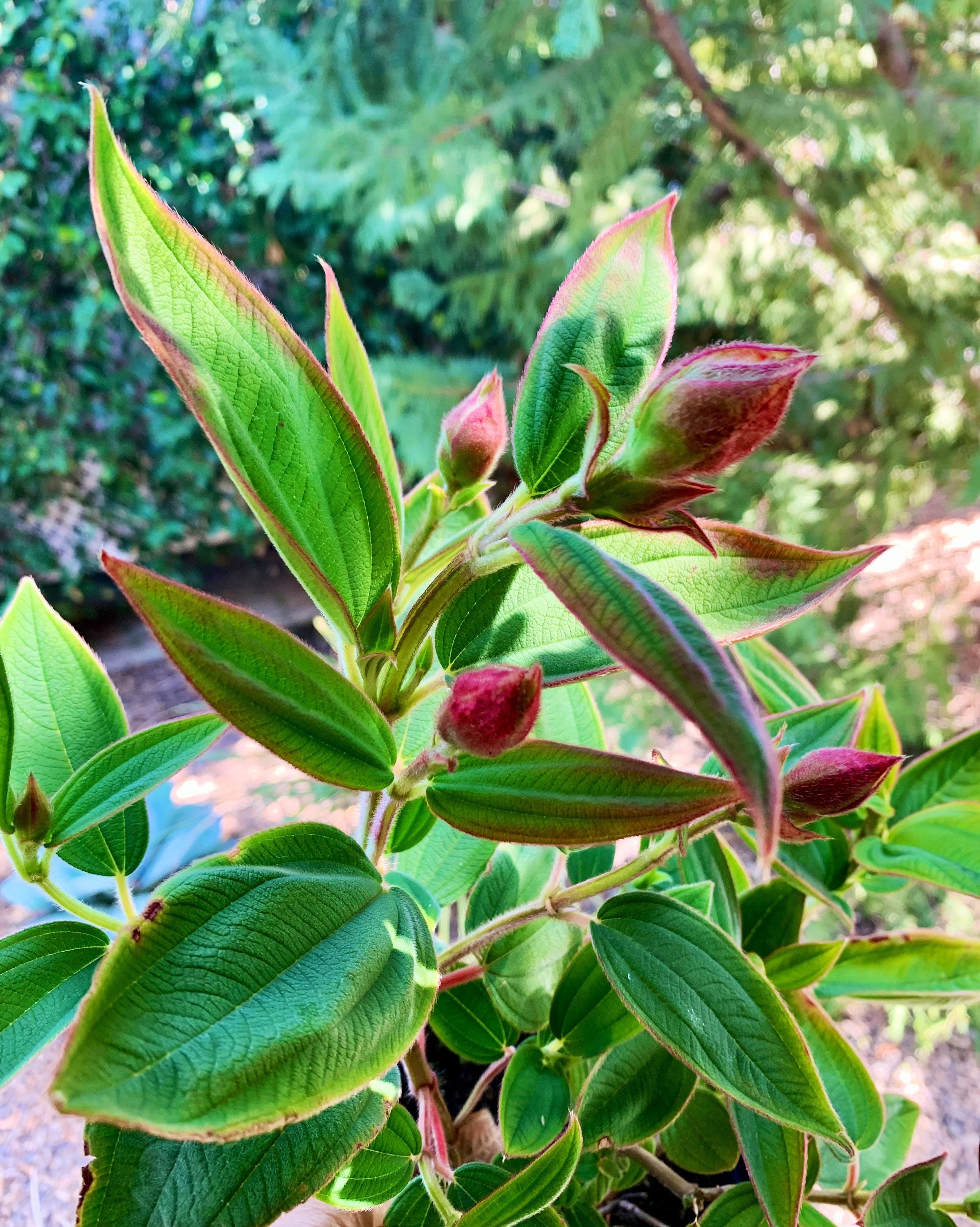 Live Princess Flower / Glory Bush / Tibouchina Urvilleana - Etsy