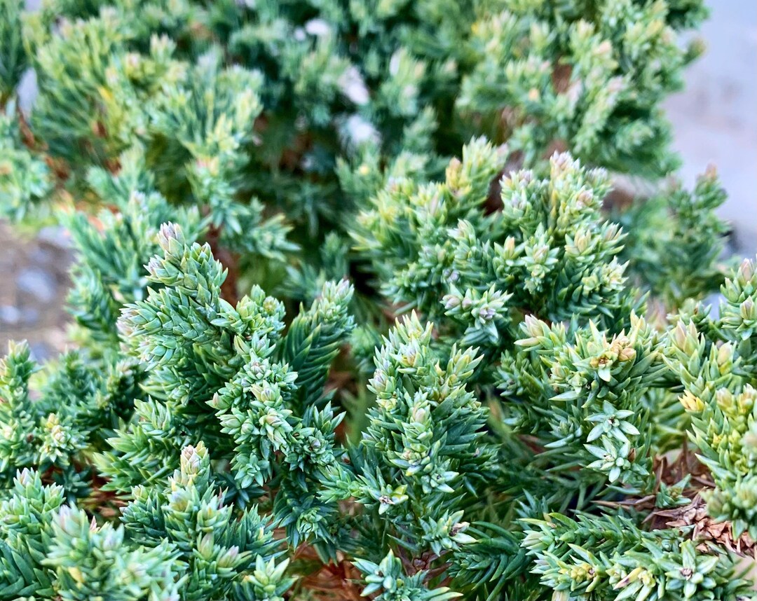 Live Japanese Garden Juniper/ Juniperus Procumbens NANA Come With a One ...