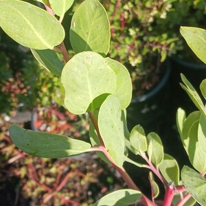 Manzanita Plants: Dr. Hurd or Howard Mcminn Varieties, One Gallon Pot ...