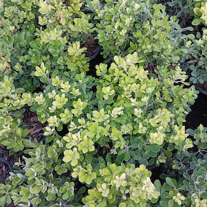 Dwarf Karo Pittosporum Compactum Come With a One-gallon Pot - Etsy