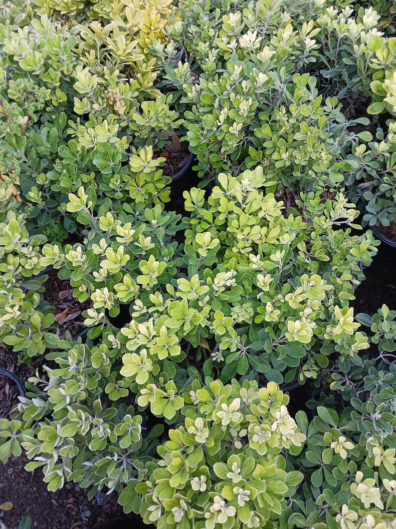 Dwarf Karo Pittosporum Compactum Come With a One-gallon Pot - Etsy