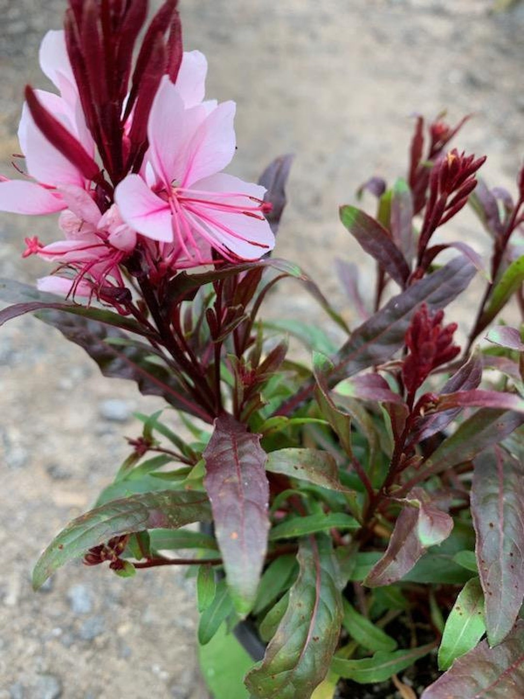 Live Passionate Blush Gaura 2 Colors Available:rainbow / - Etsy