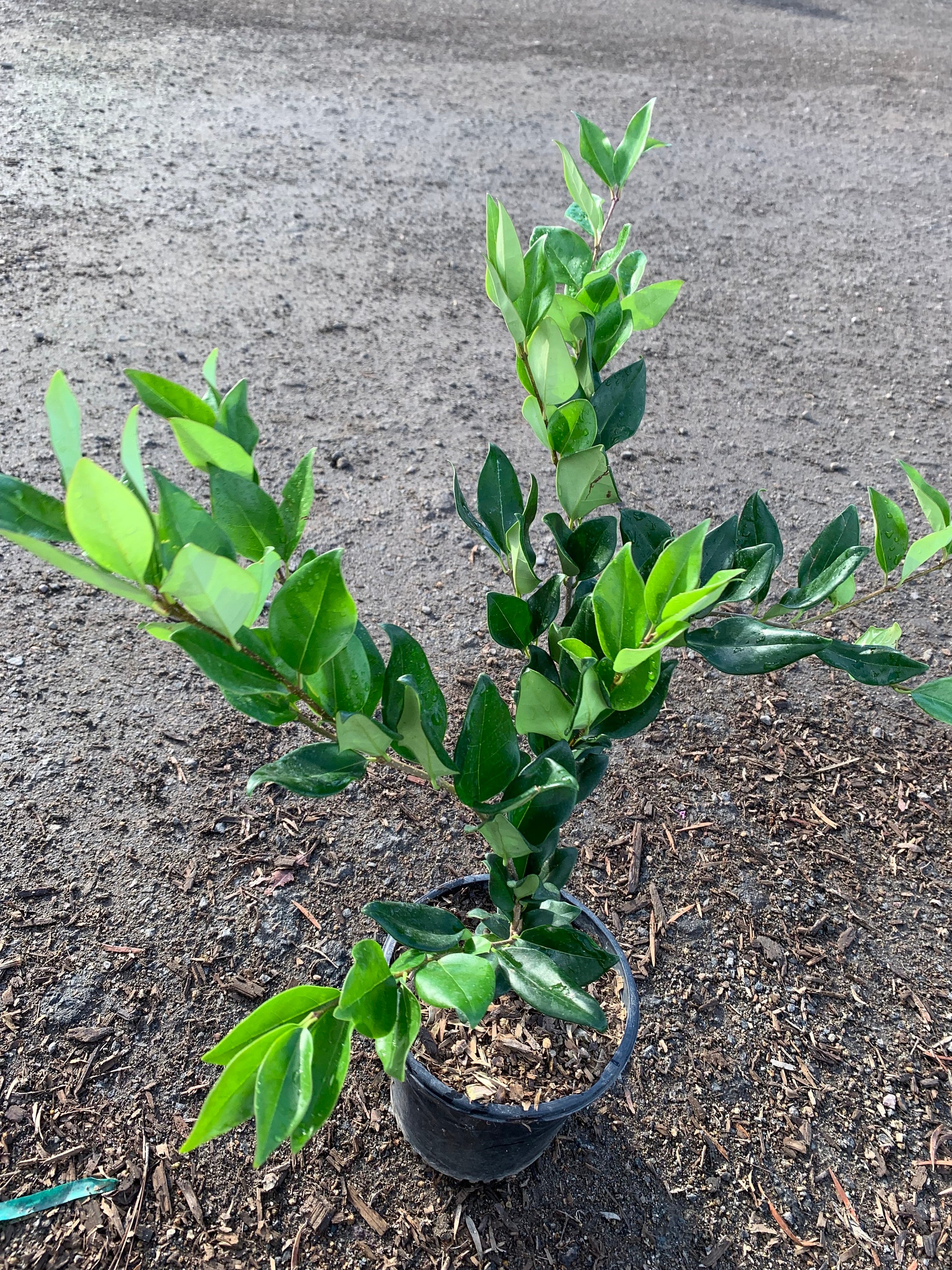 Live Texas Privet/ Ligustrum Japonicum Texanum Come With a One-gallon ...