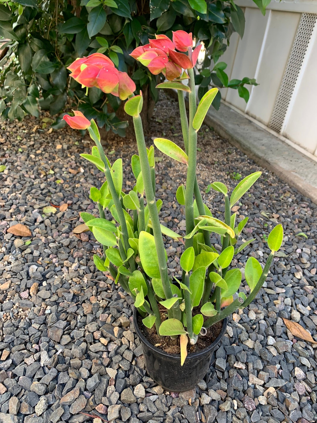 Inspiring Tall Slipper Plant Gallery