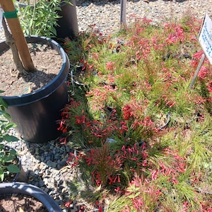 Live Firecracker Plant / Coral Plant, One Gallon Pot - Etsy