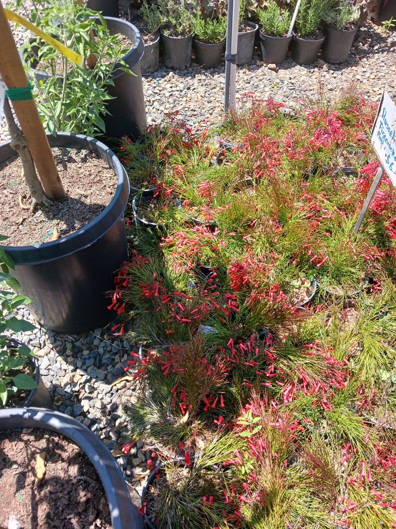 Live Firecracker Plant / Coral Plant, One Gallon Pot - Etsy