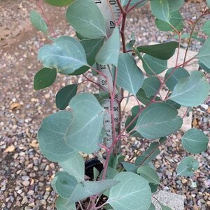 Live Eucalyptus Red Box / Silver Dollar Gum - Etsy