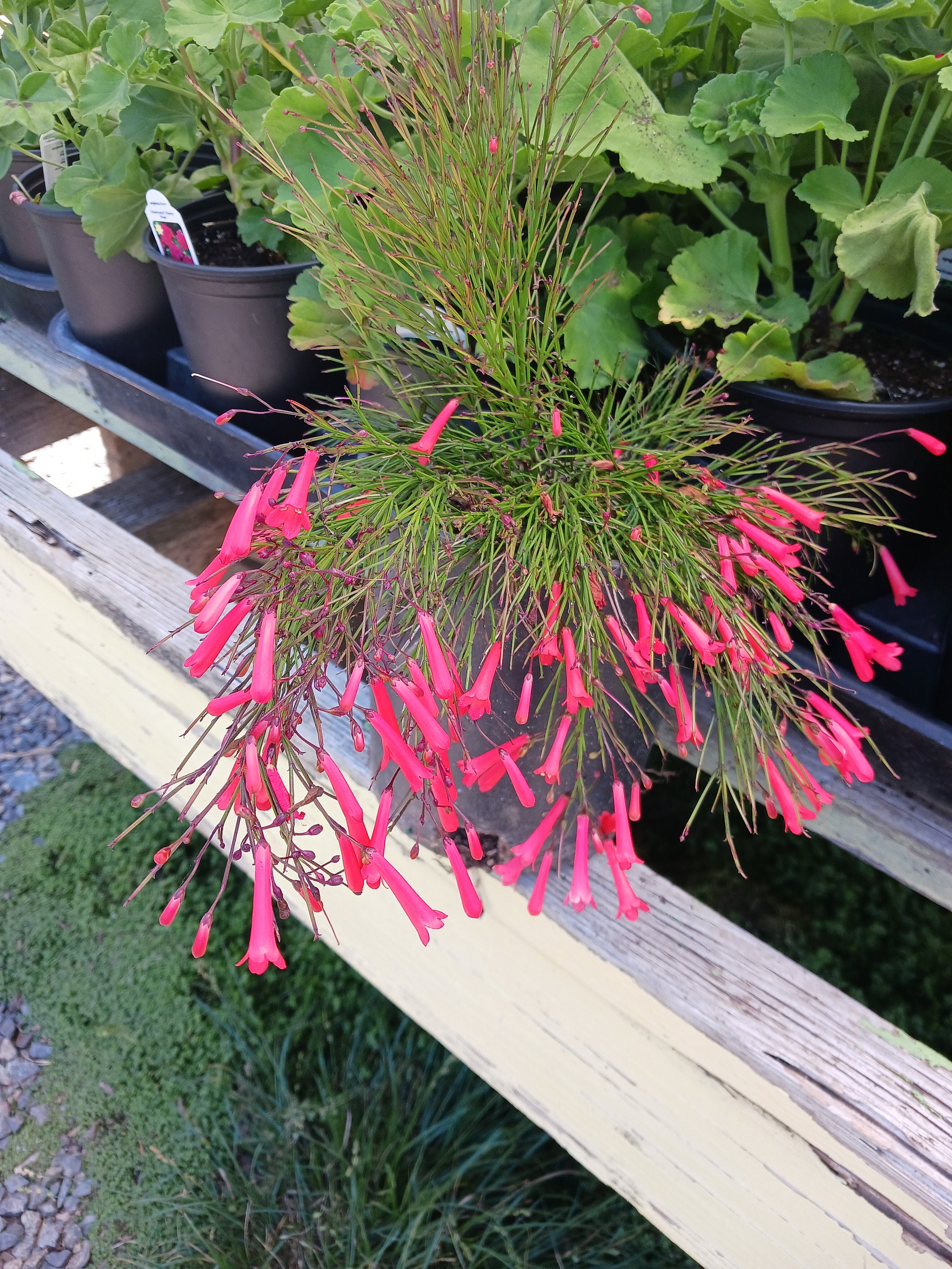 Live Firecracker Plant / Coral Plant, One Gallon Pot - Etsy