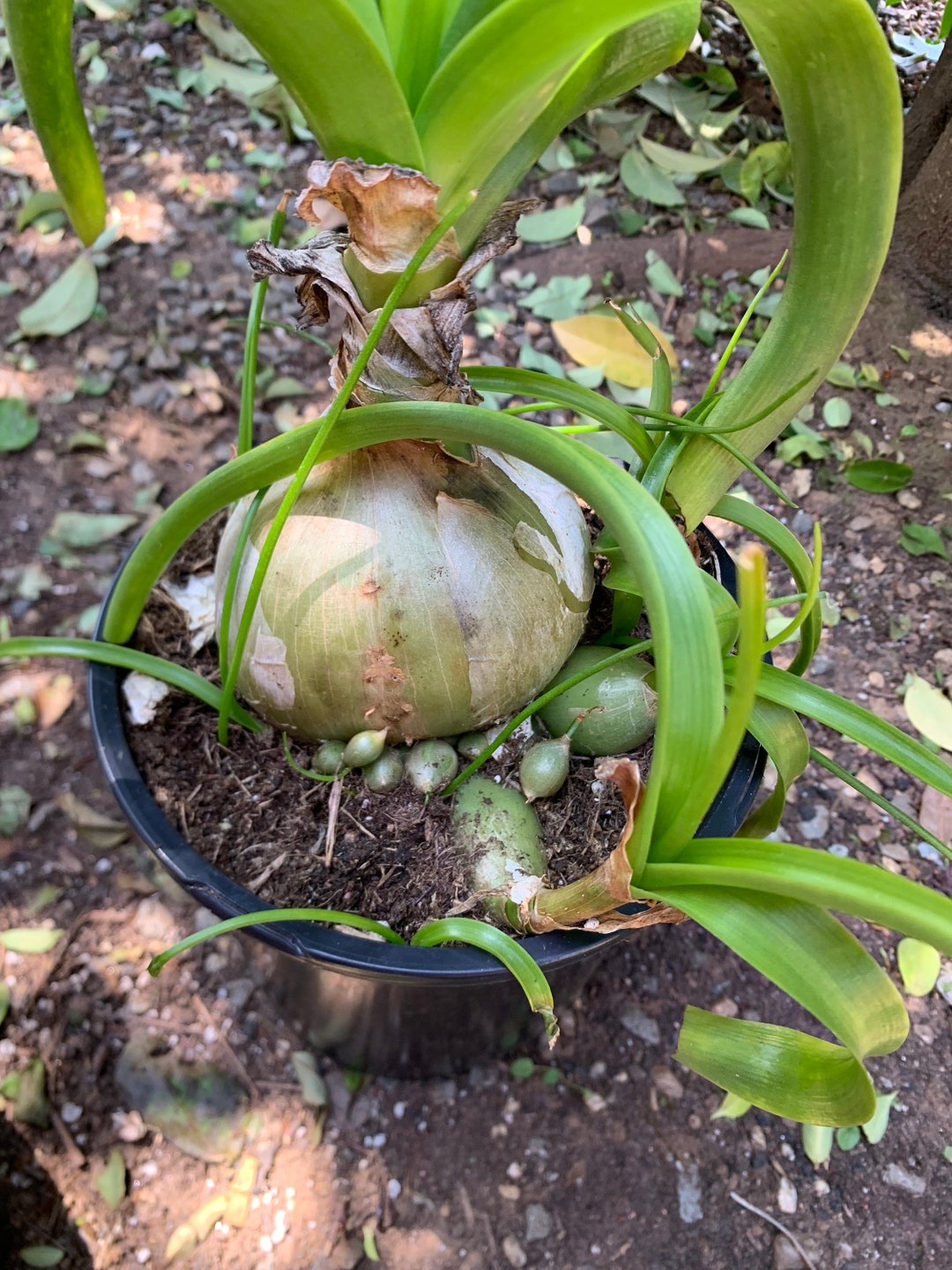 Rare Live Pregnant Onion 1 Gallon / Albuca Bracteata - Etsy