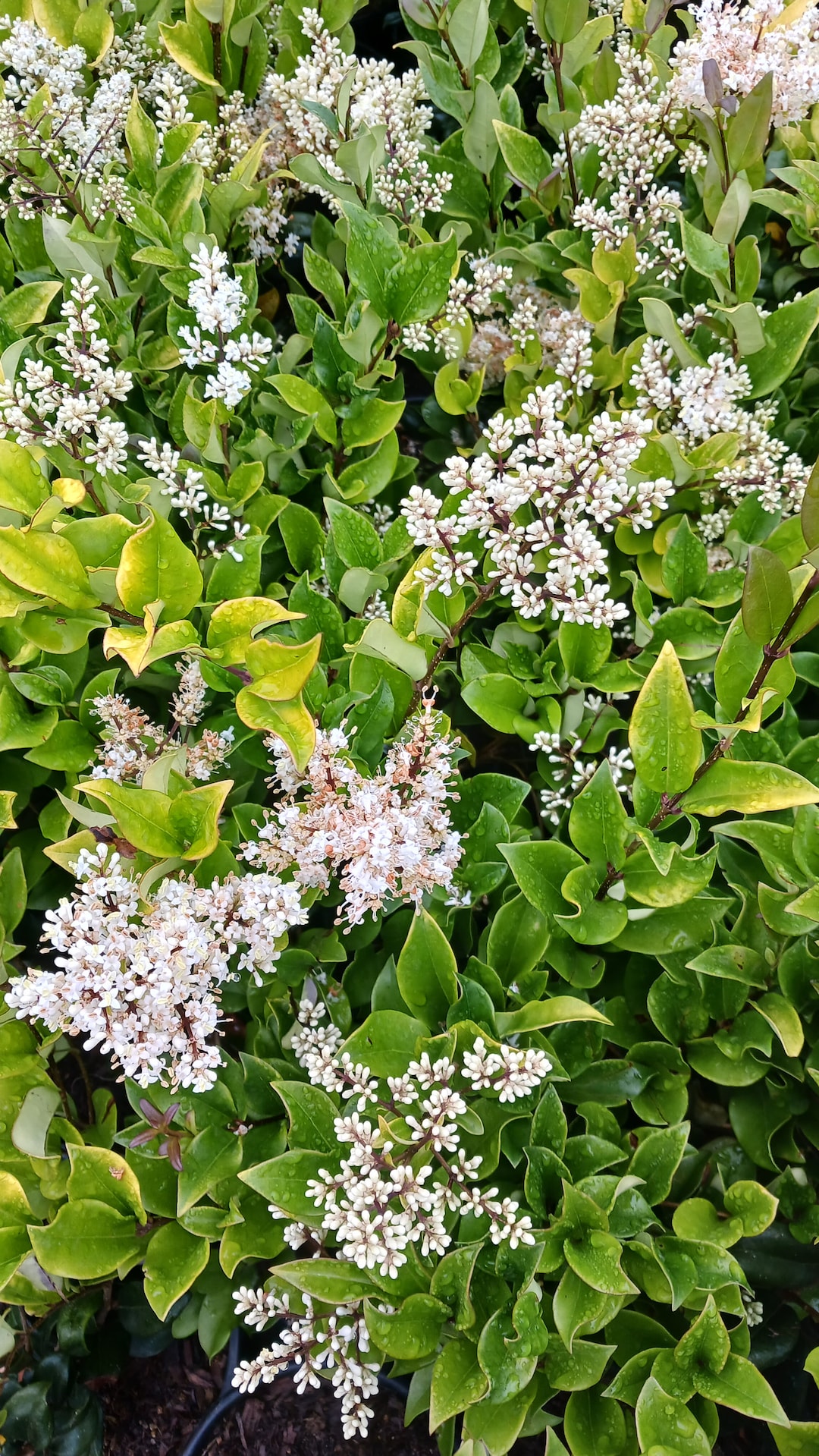 Live Texas Privet/ Ligustrum Japonicum Texanum Come With a One-gallon ...