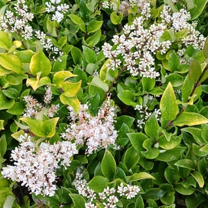 Live Texas Privet/ Ligustrum Japonicum Texanum Come With a One-gallon ...