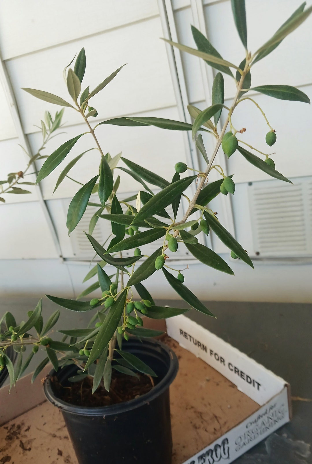 Healthy, Young Live Olea Europes Dwarf / Little Ollie 1 Gallon Pot - Etsy