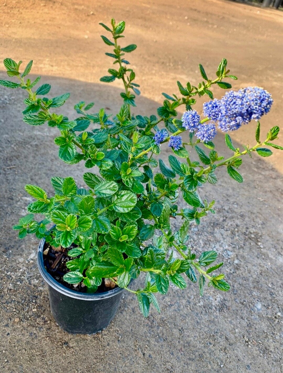 Blooming!! Carmel Ceanothus - Etsy