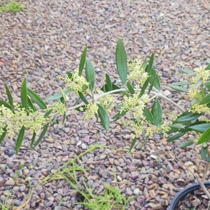 Healthy, Young Live Olea Europes Dwarf / Little Ollie 1 Gallon Pot - Etsy