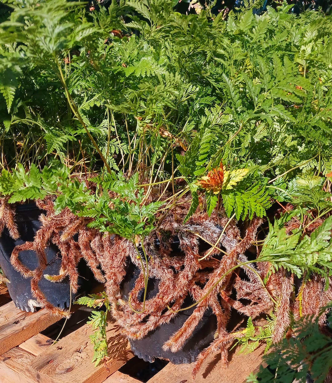 Live Rabbit's Foot Asplenium Hybrid Come With a One-gallon Pot. - Etsy
