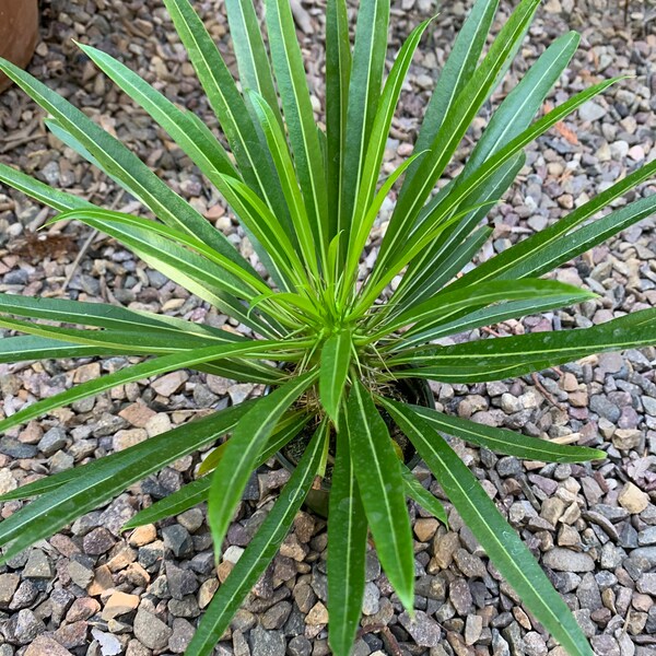 Madagascar Palm - Etsy