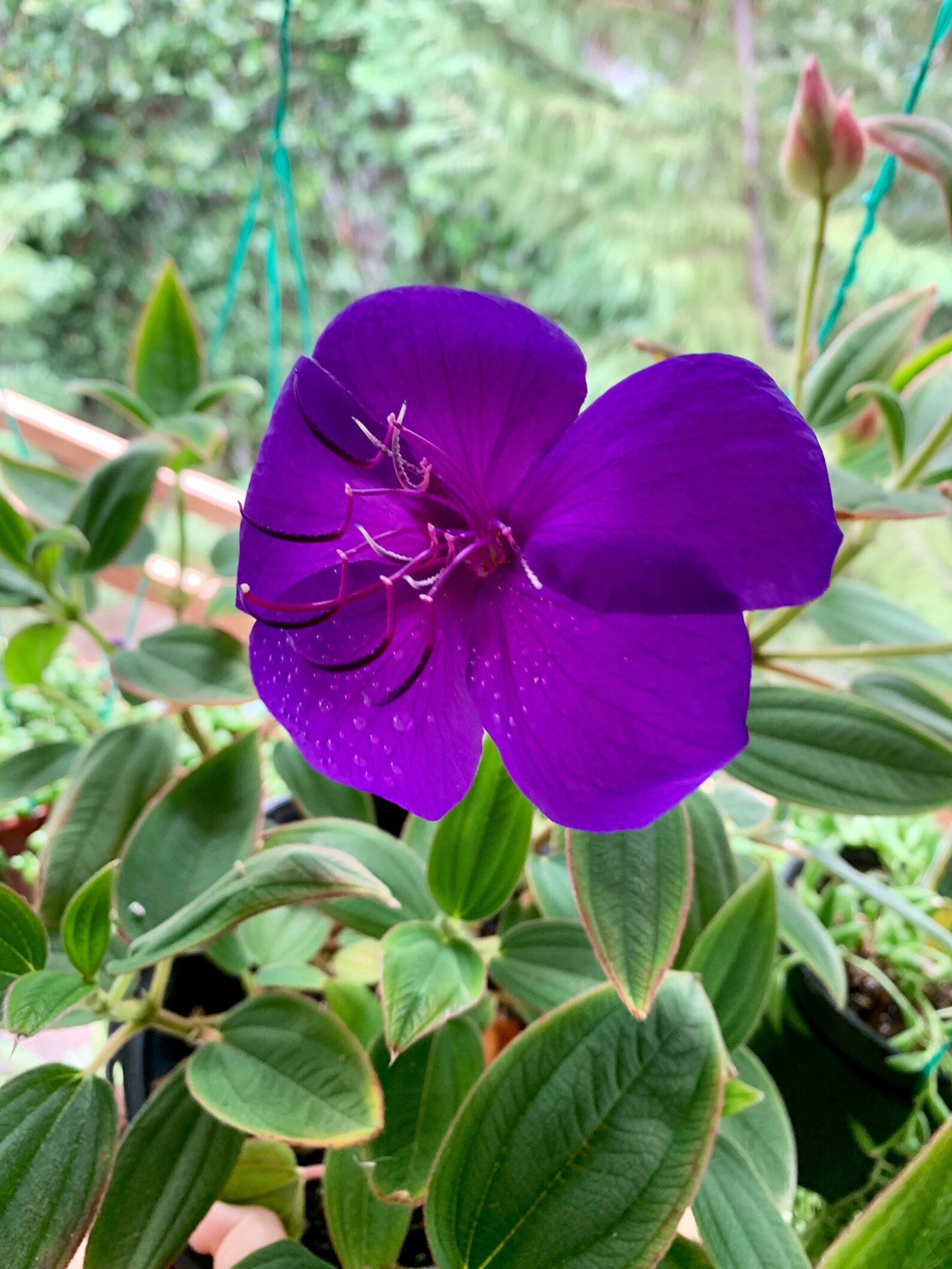 Live Princess Flower / Glory Bush / Tibouchina Urvilleana - Etsy