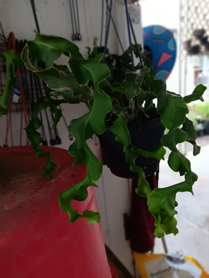 Epephyllum Curly Locks Orchid Cactus Succulent Plant - Etsy