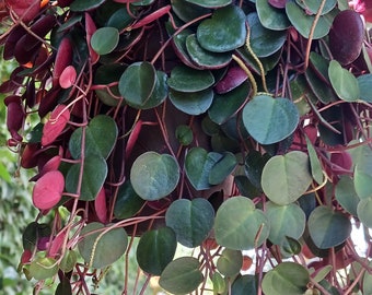 Ruby Cascade 6 Inch Peperomia Live Succulent Hanging Plant Indoor Plant ...