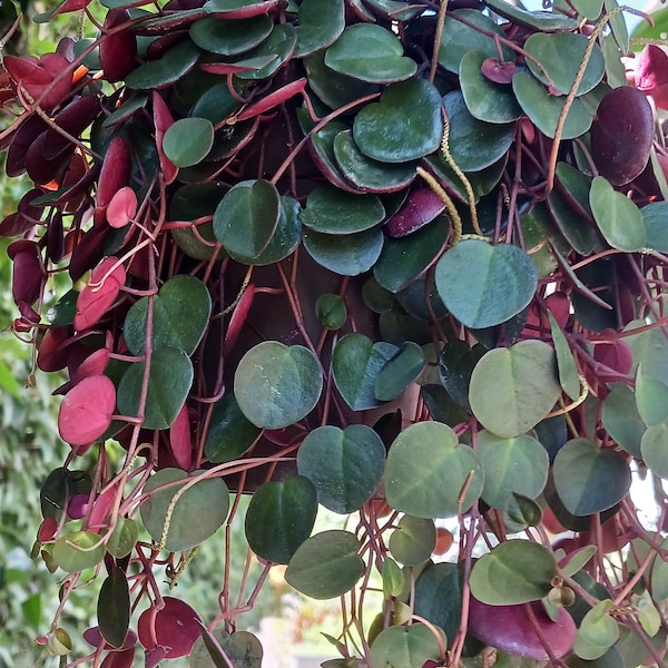 Peperomia Ruby Cascade - Etsy