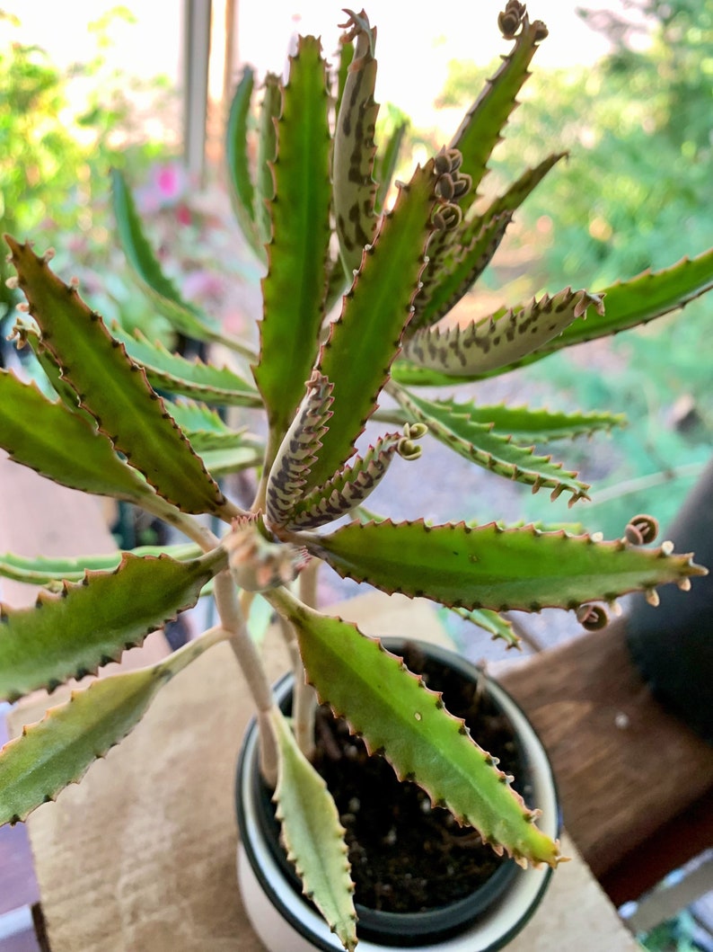 Live Mother of Millions / Devils Backbone / Kalanchoe - Etsy