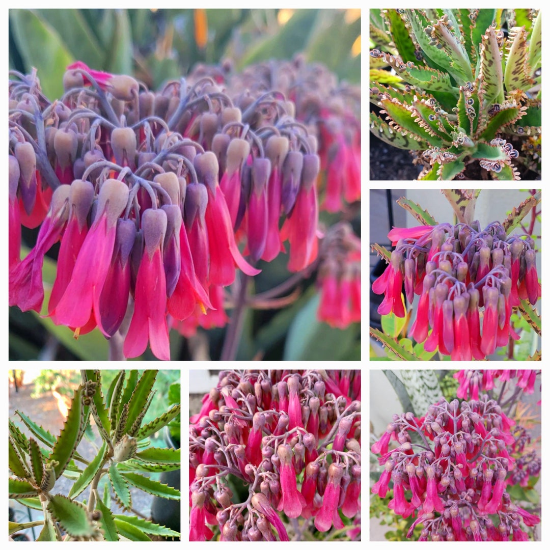 Live Mother of Millions / Devil’s Backbone / Kalanchoe Delagoensis - Etsy