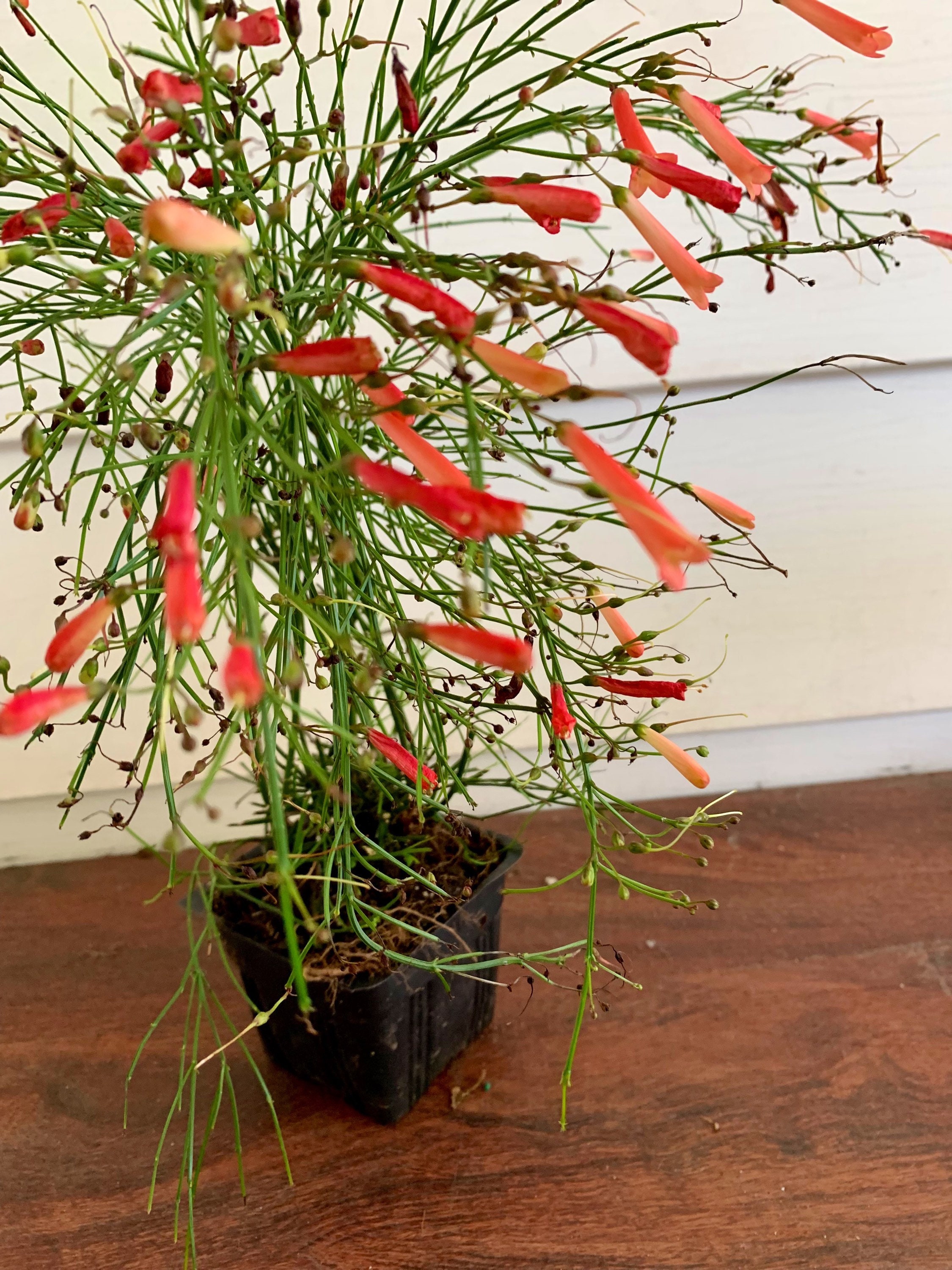 Live Firecracker Plant / Coral Plant, One Gallon Pot - Etsy