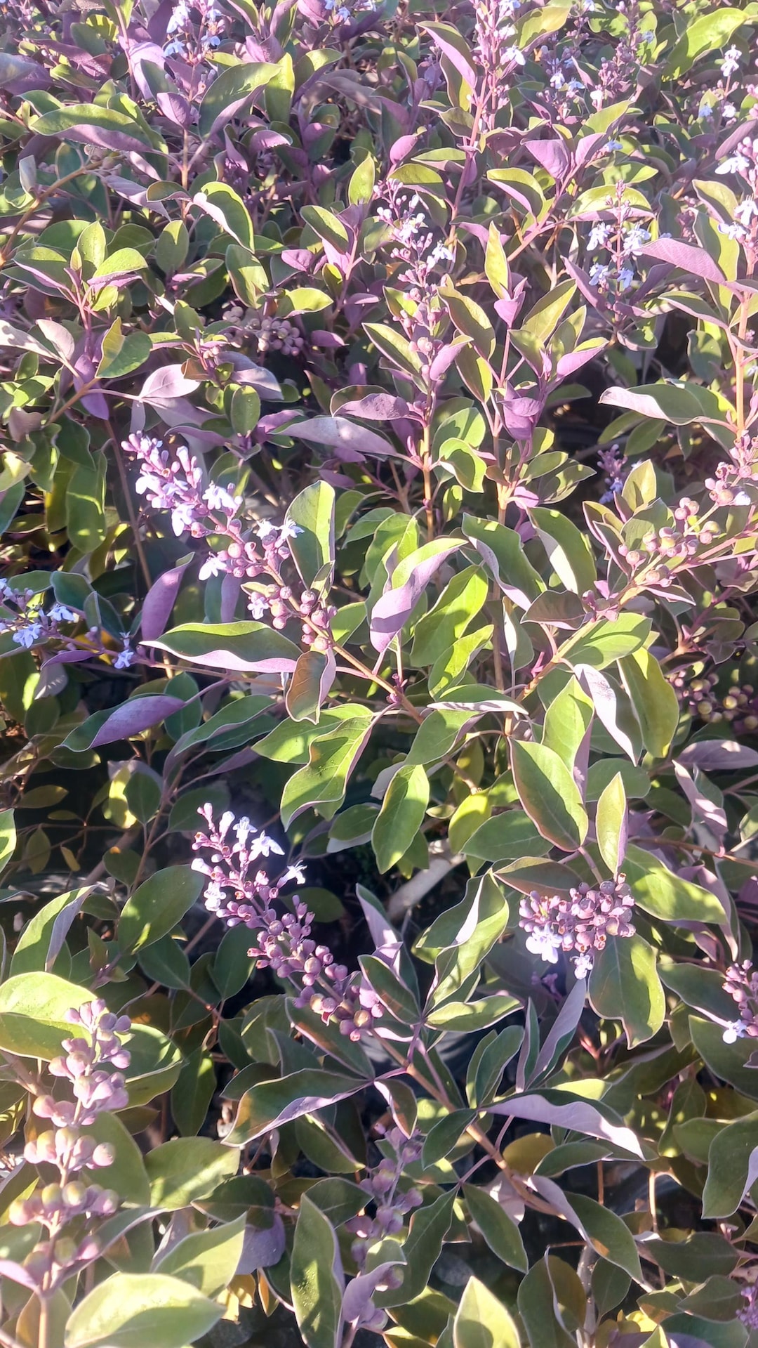 Blooming Now!! Live Arabian Lilac / Vitex Trifolia “fascination “ Come ...