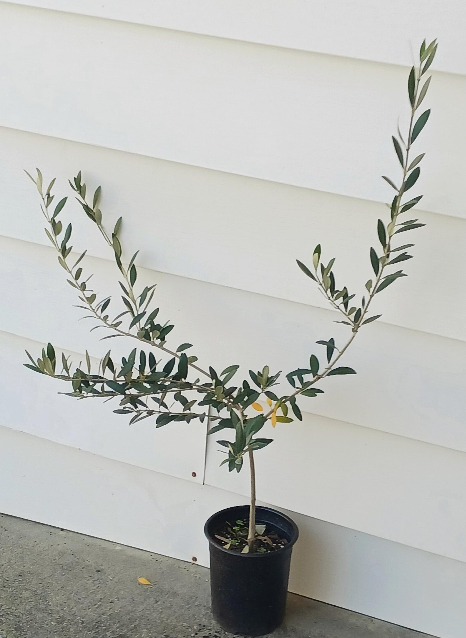 Healthy, Young Live Olea Europe’s Dwarf / Little Ollie ( 1 Gallon Pot ...