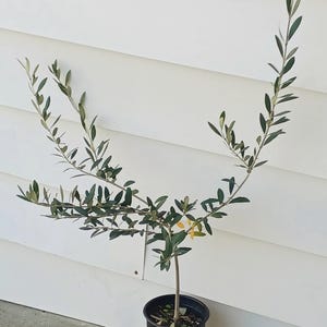Healthy, Young Live Olea Europe’s Dwarf / Little Ollie ( 1 Gallon Pot ...