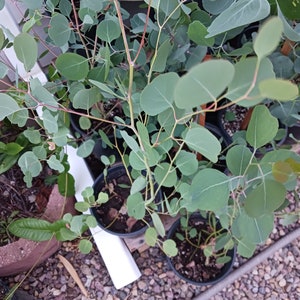 Live Eucalyptus Red Box / Silver Dollar Gum, One Gallon Pot - Etsy