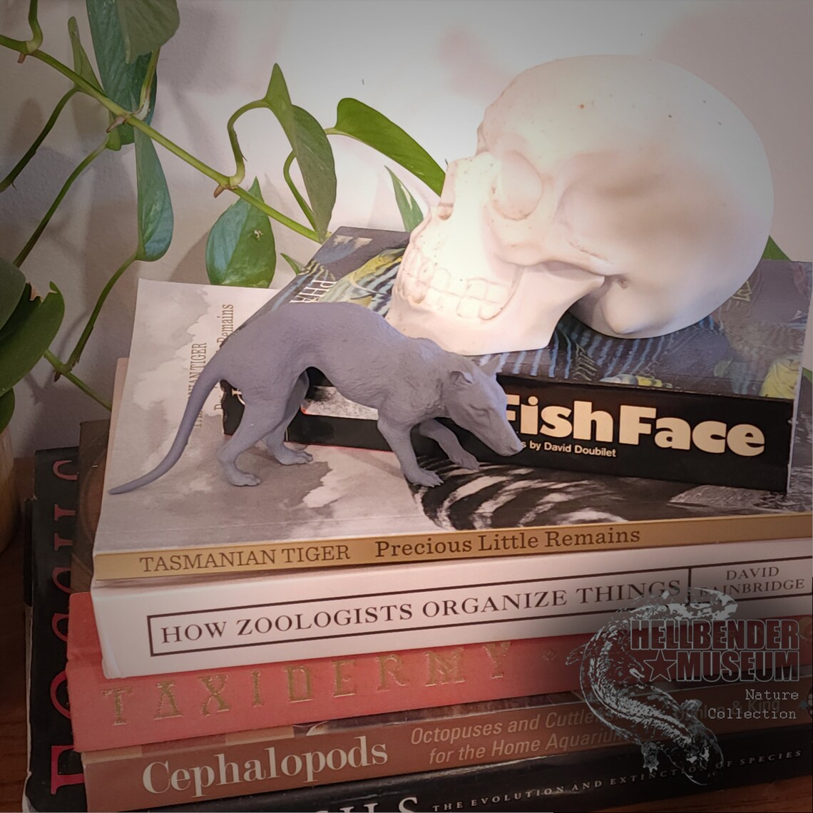 Thylacine tasmanian Tiger Thylacinus Cynocephalus Figure - Etsy