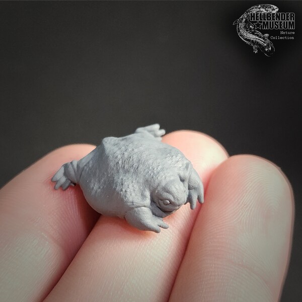 Frog Turtle - Etsy