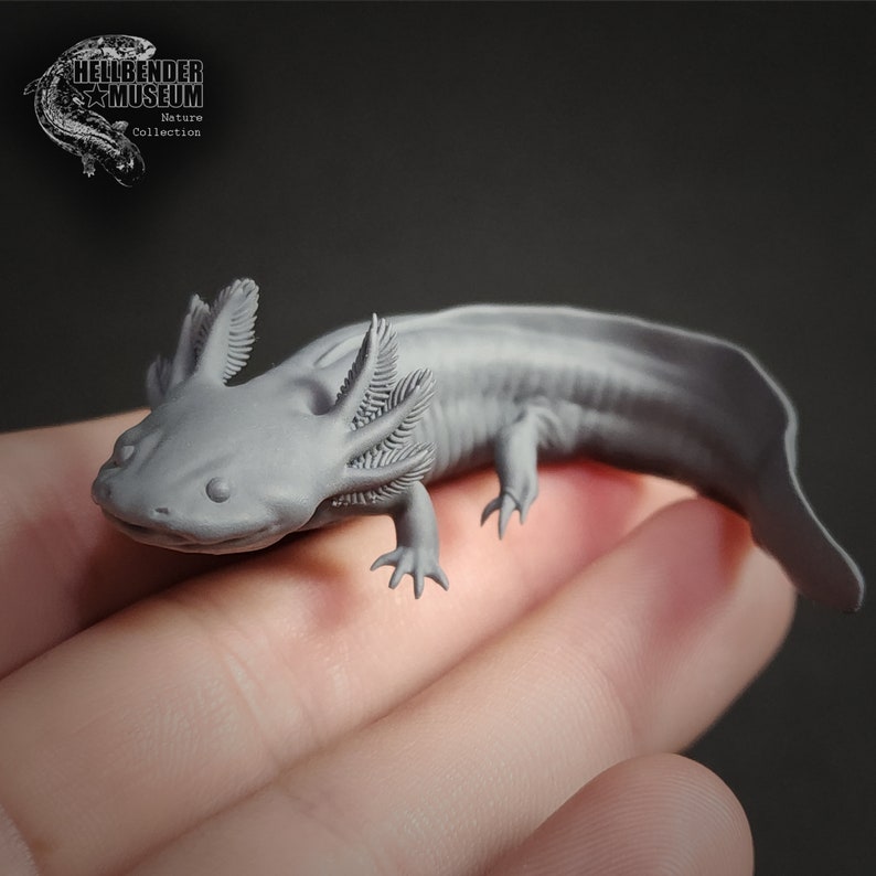 Axolotl ambystoma Mexicanum Figure Half Life Size Unpainted - Etsy